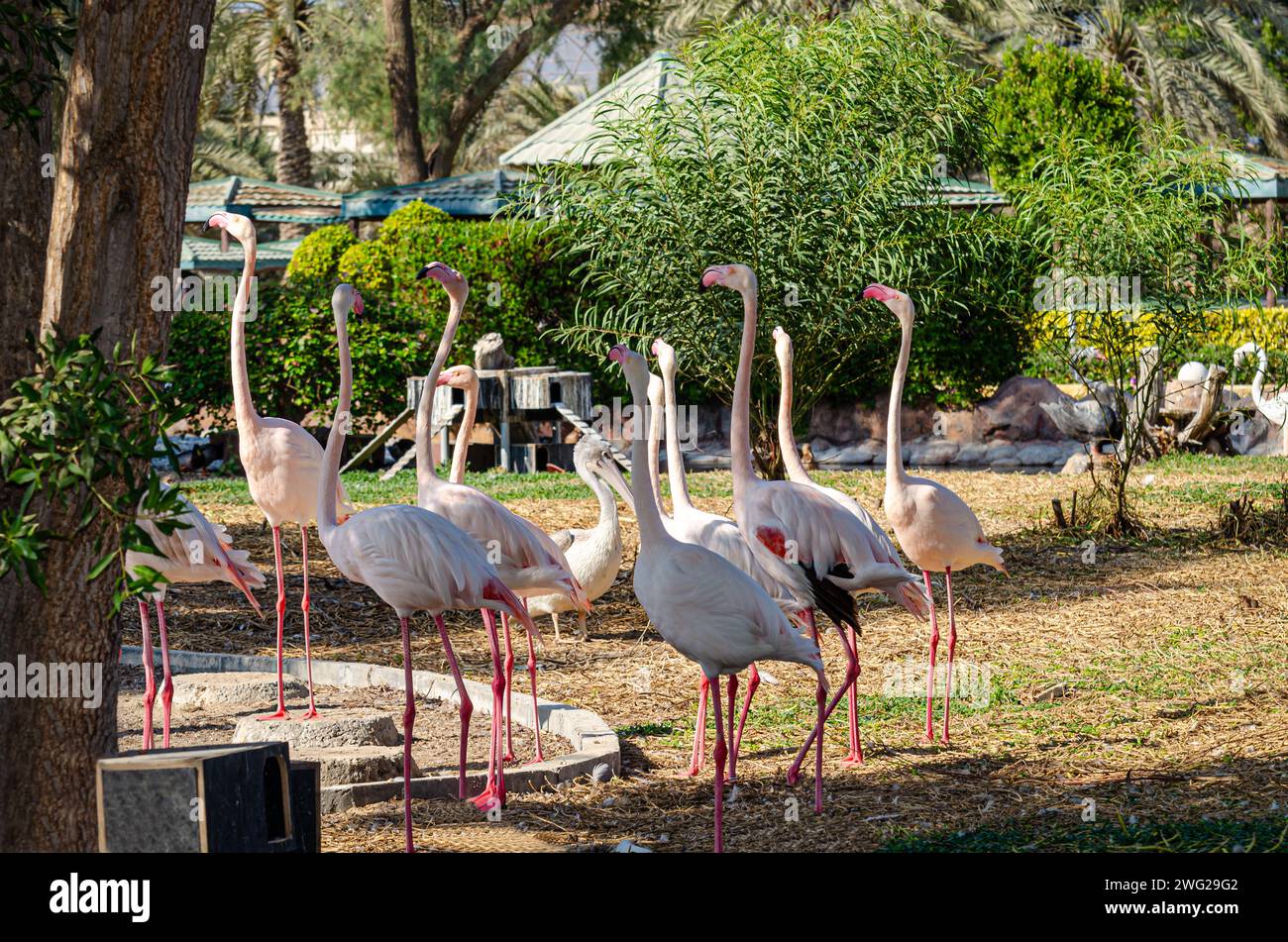 Flamingos at Al Areen Wildlife park, Bahrain Stock Photo - Alamy