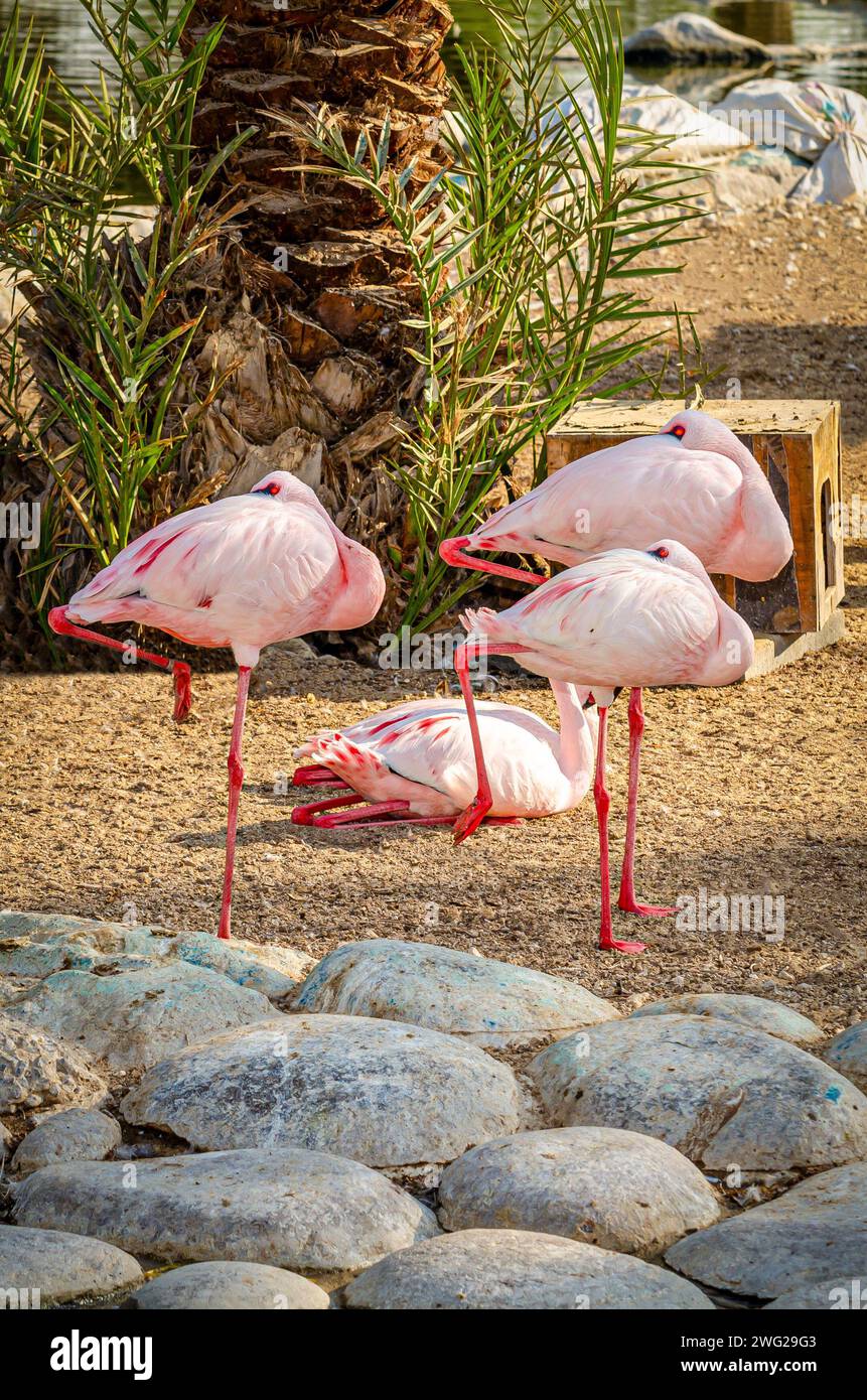 Flamingos at Al Areen Wildlife park, Bahrain Stock Photo - Alamy