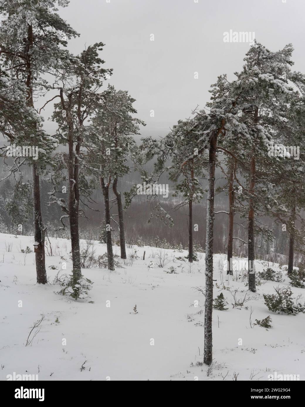 Paltamo hi-res stock photography and images - Alamy