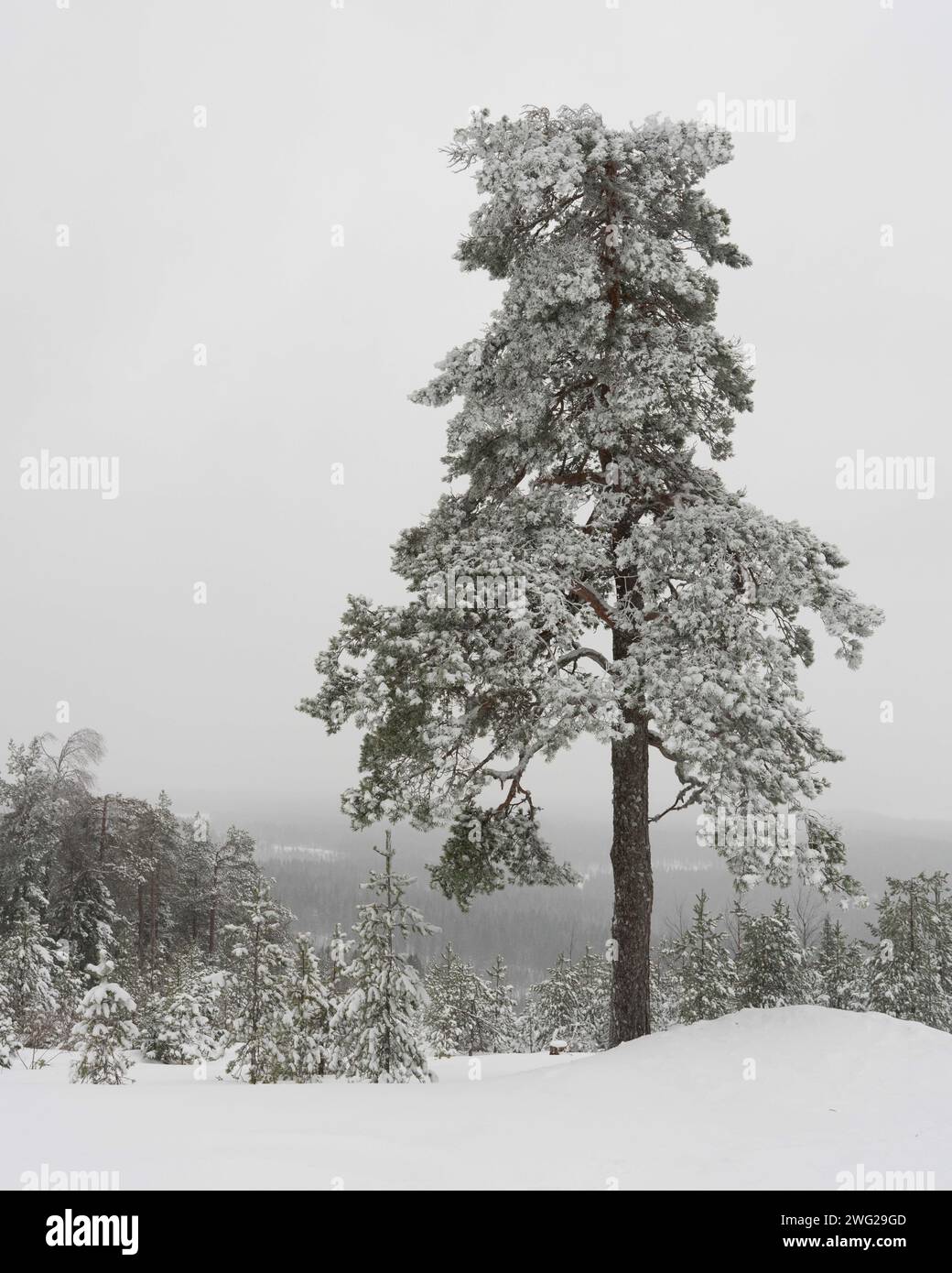 Paltamo hi-res stock photography and images - Alamy