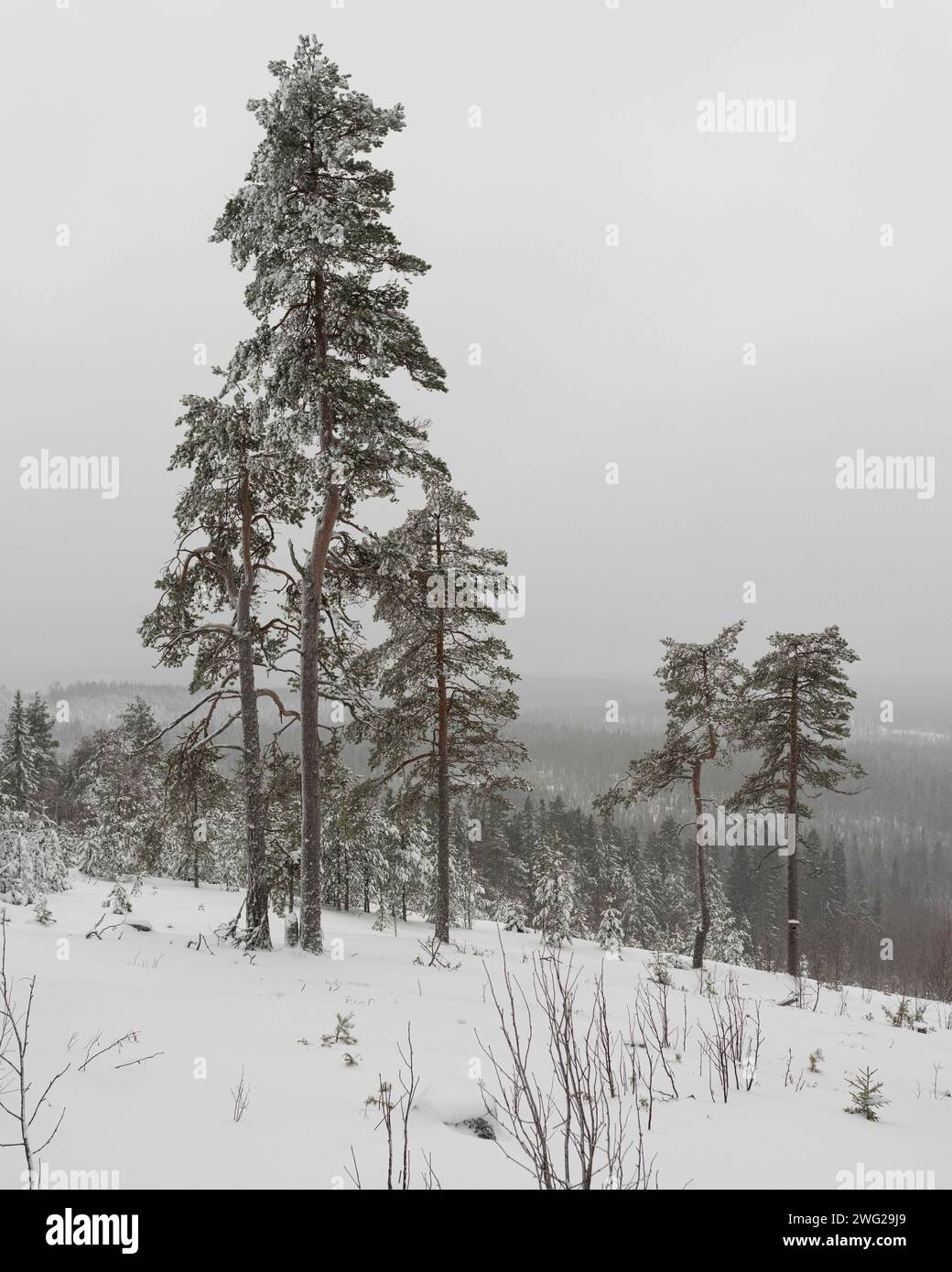 Paltamo hi-res stock photography and images - Alamy