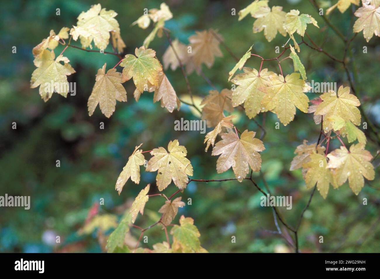 maple tree along a trail in the North Cascades National Park ...
