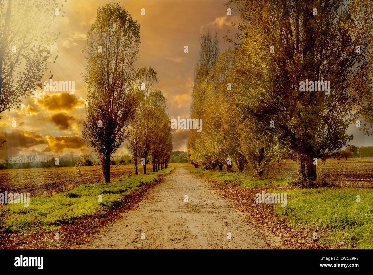Pictorial landscape of Country road among rows of trees poplar ...