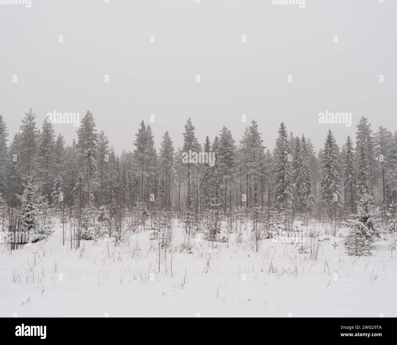 Paltamo hi-res stock photography and images - Alamy