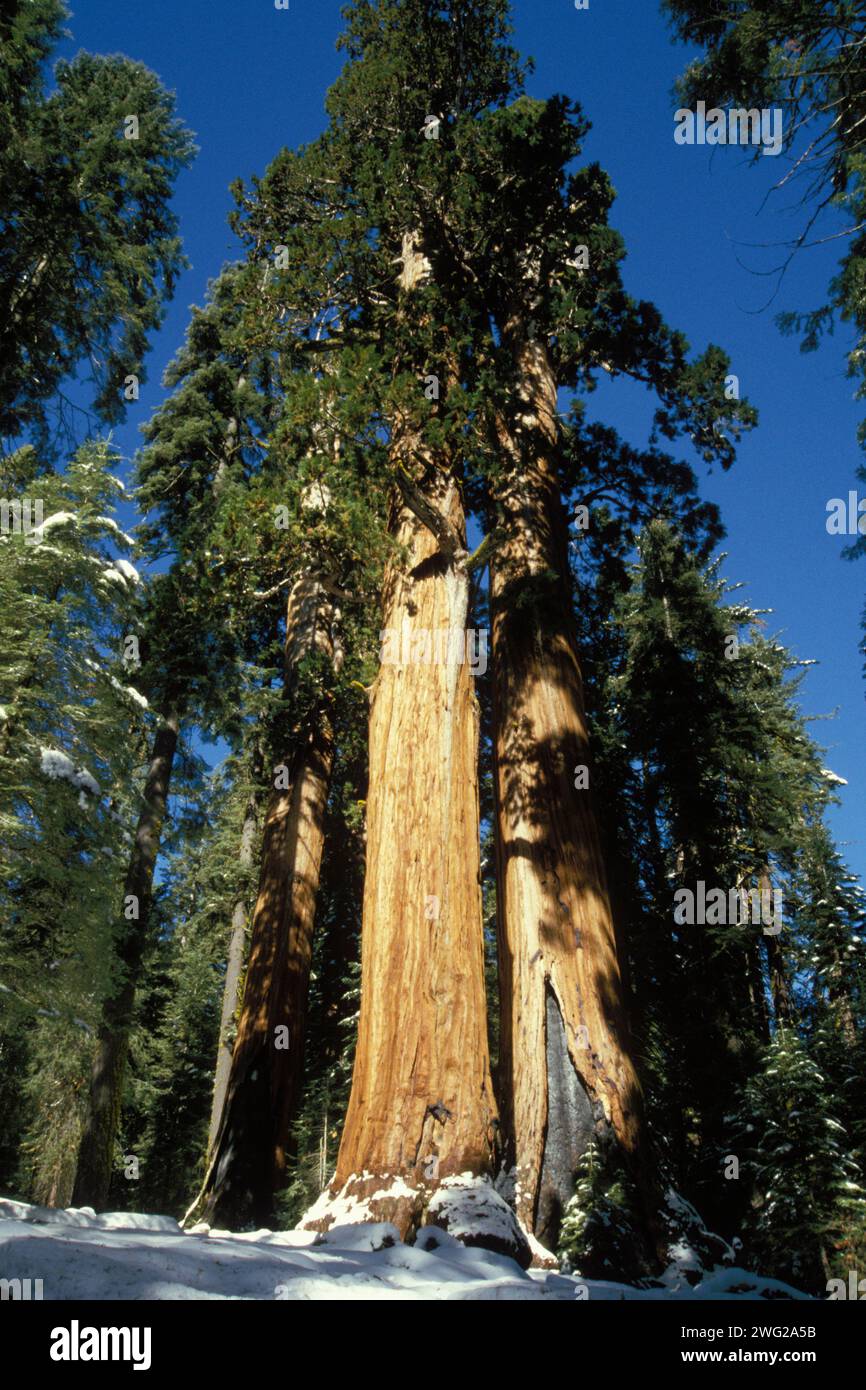 stand of giant sequoia trees, Sequoia and Kings Canyon National Park ...