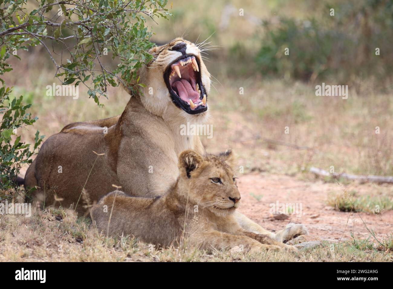 Afrikanischer Löwe / African lion / Panthera leo Stock Photo - Alamy