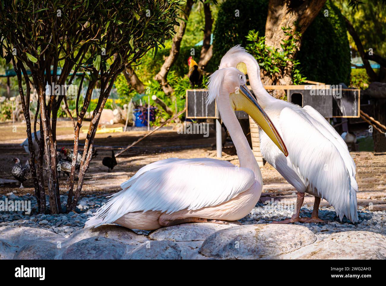 Pelicans at Al Areen Wildlife Park, Bahrain Stock Photo - Alamy