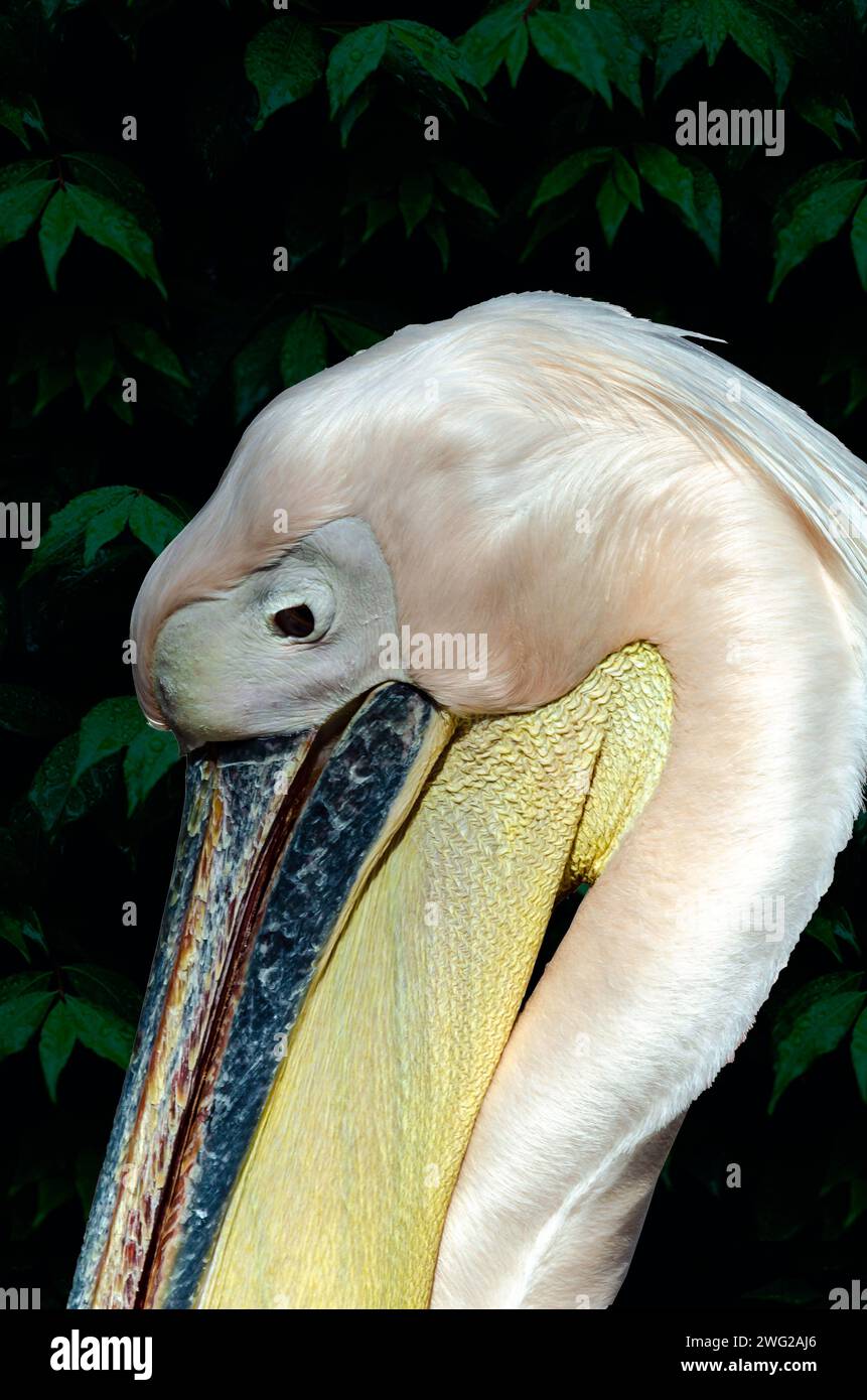 Pelicans at Al Areen Wildlife Park, Bahrain Stock Photo - Alamy