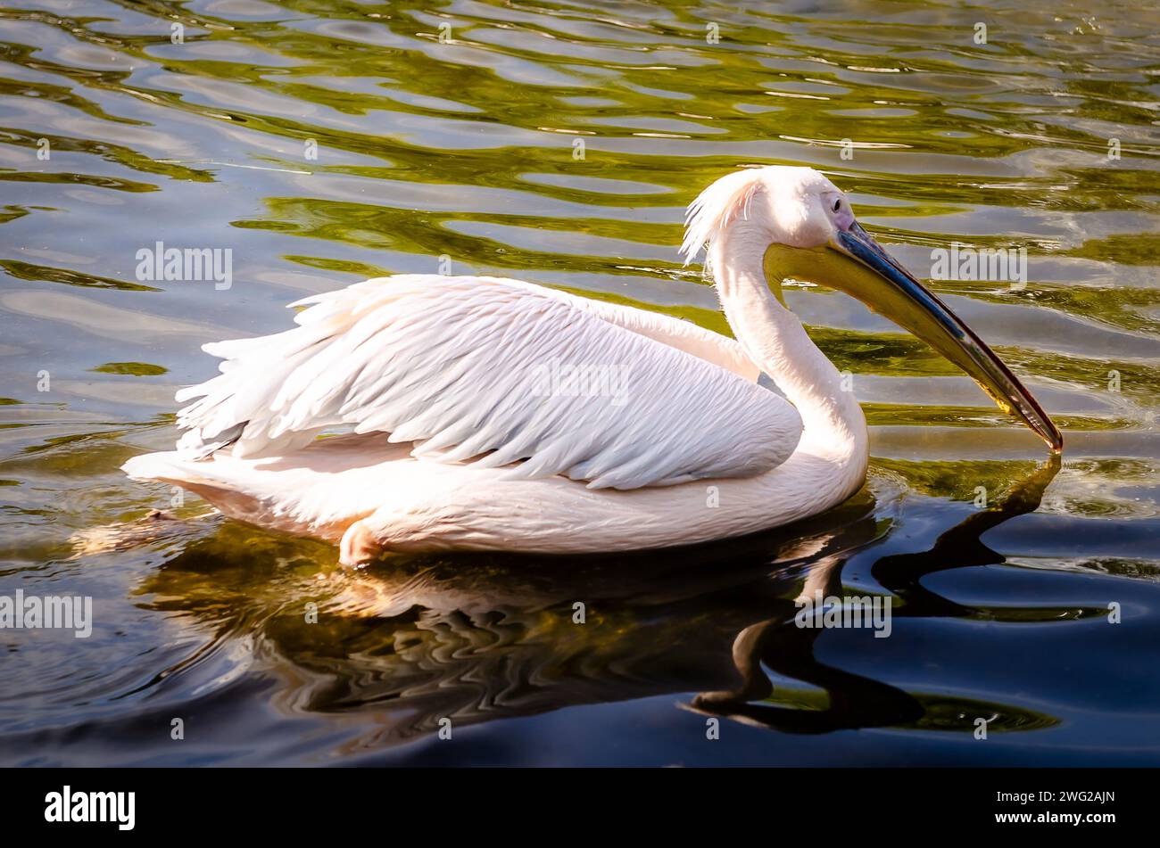 Pelicans at Al Areen Wildlife Park, Bahrain Stock Photo - Alamy