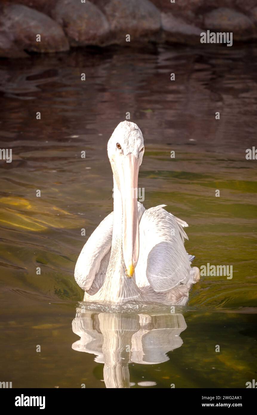 Pelicans at Al Areen Wildlife Park, Bahrain Stock Photo - Alamy