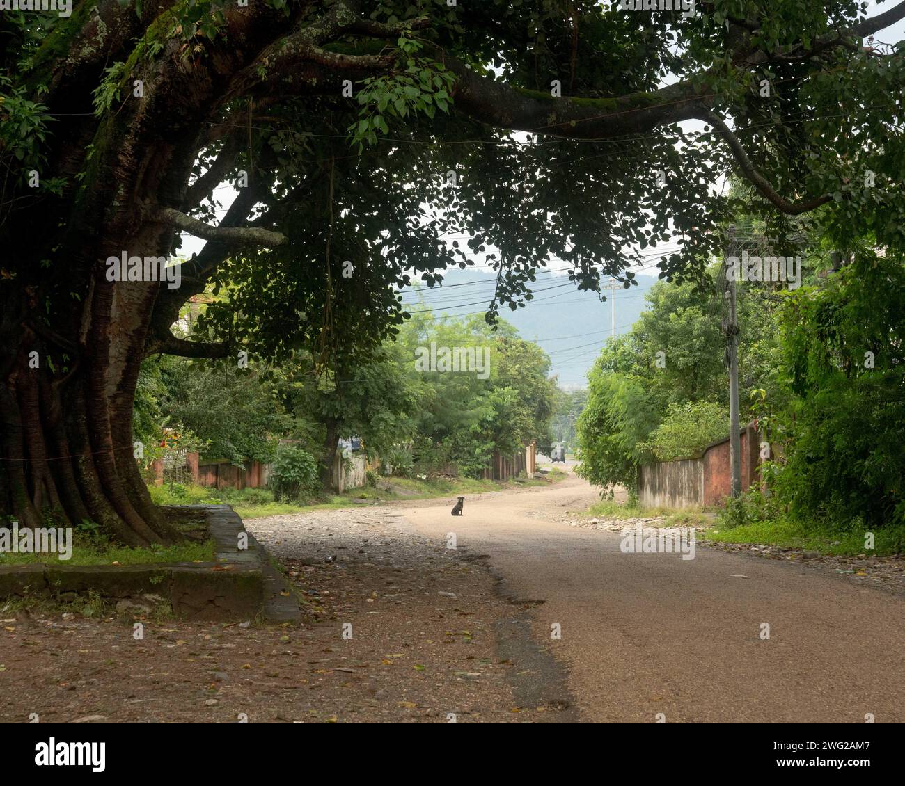 Kabro tree hi-res stock photography and images - Alamy