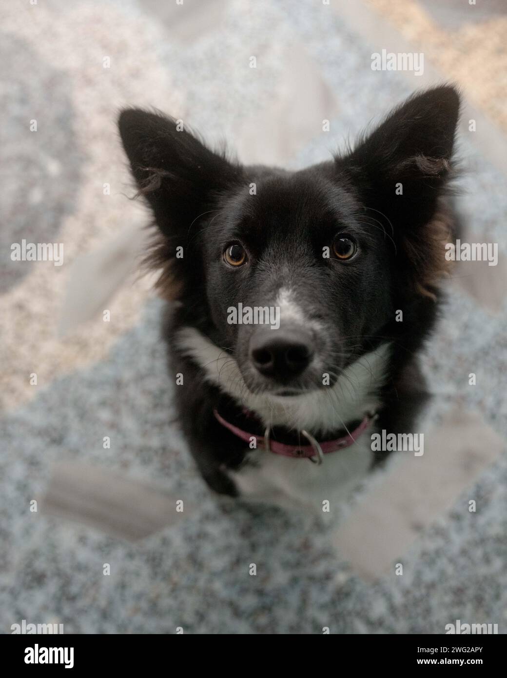 Nepali street dog hi-res stock photography and images - Alamy