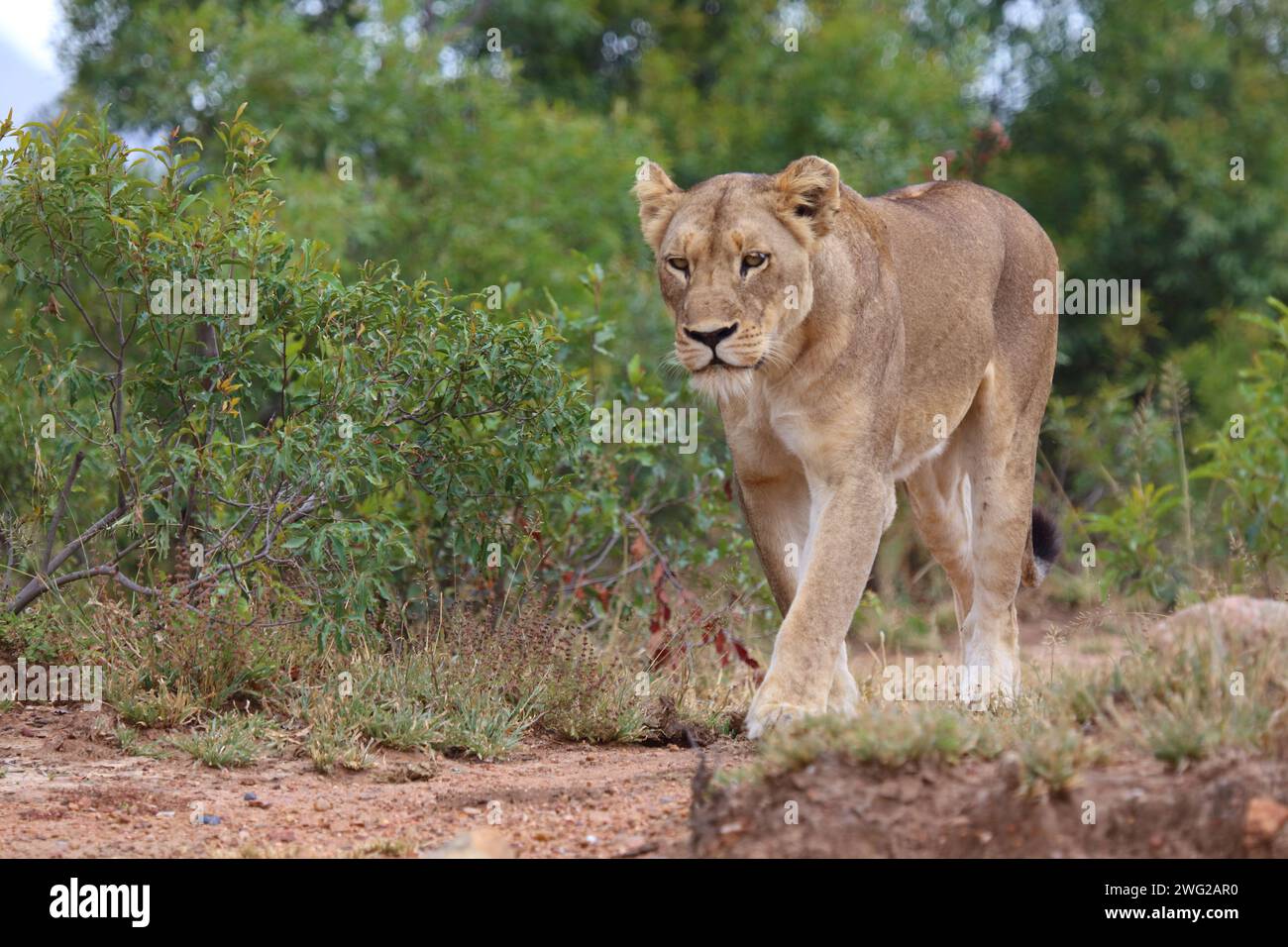 Afrikanischer Löwe / African lion / Panthera leo Stock Photo - Alamy