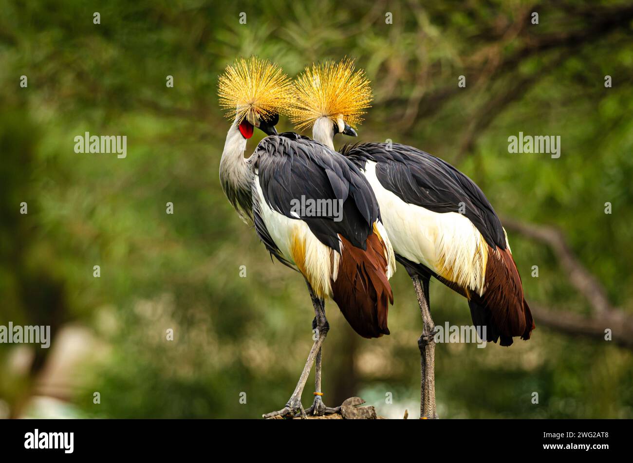 Crowned Crane at Al Areen Wildlife Park, Bahrain Stock Photo - Alamy
