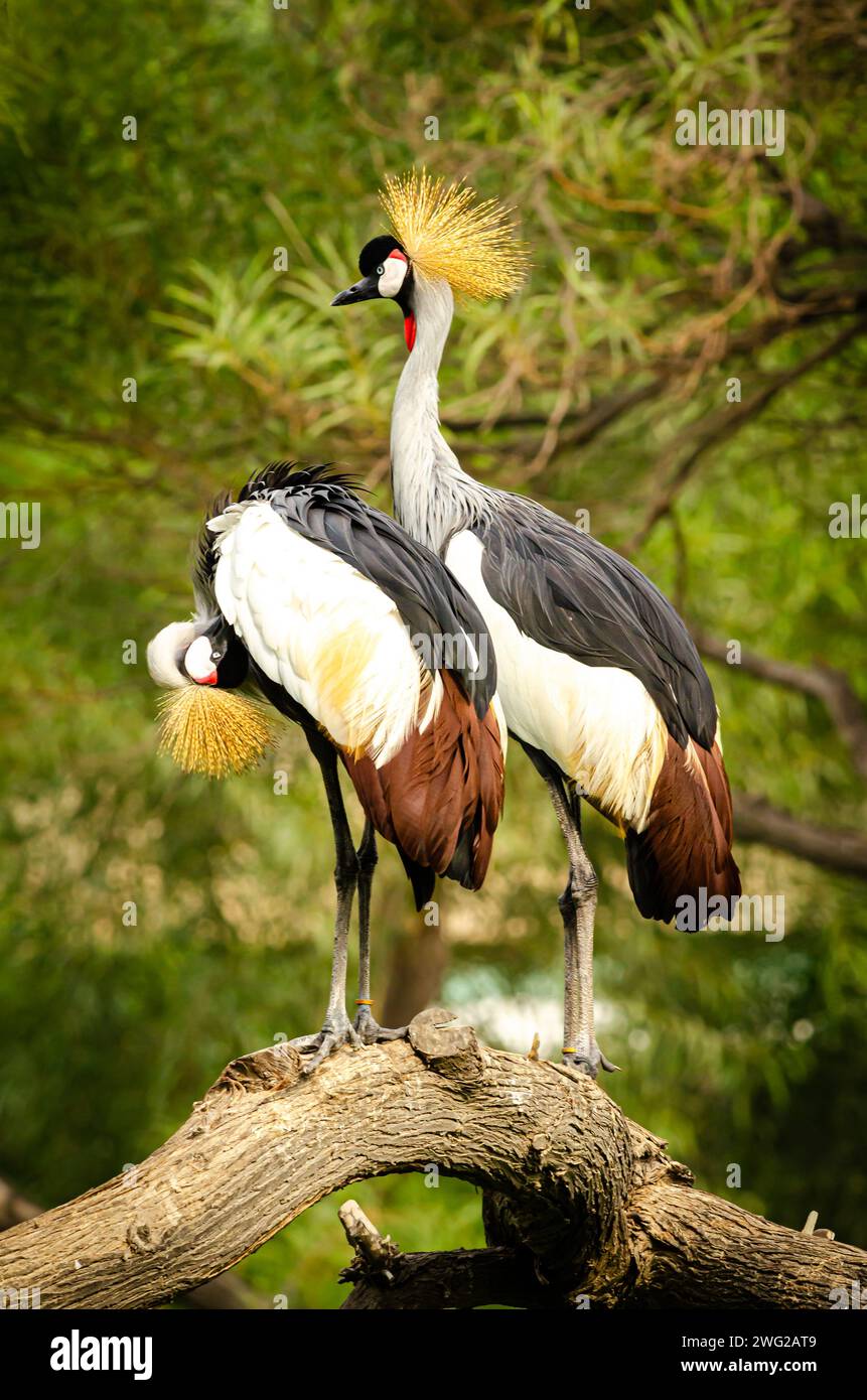 Crowned Crane at Al Areen Wildlife Park, Bahrain Stock Photo - Alamy