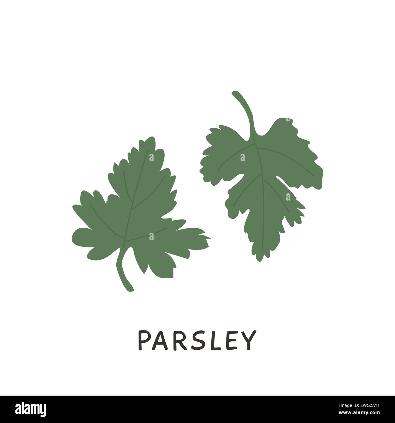 Organic colored parsley in flat art style. Natural coriander with stem ...