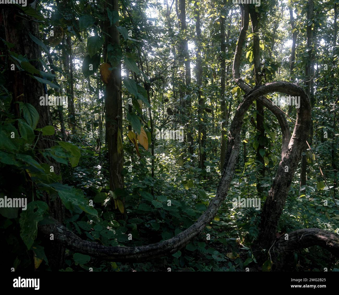 A typical jungle view in Birendranagar, Surkhet, Karnali Province Stock ...