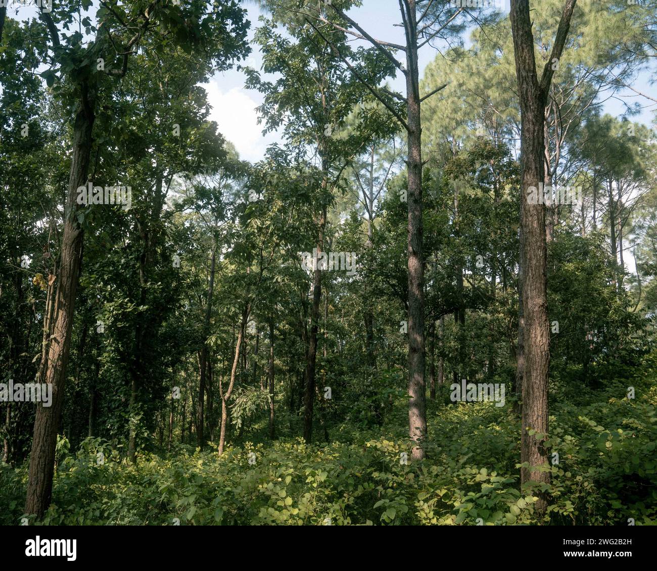 A typical jungle view in Birendranagar, Surkhet, Karnali Province Stock ...