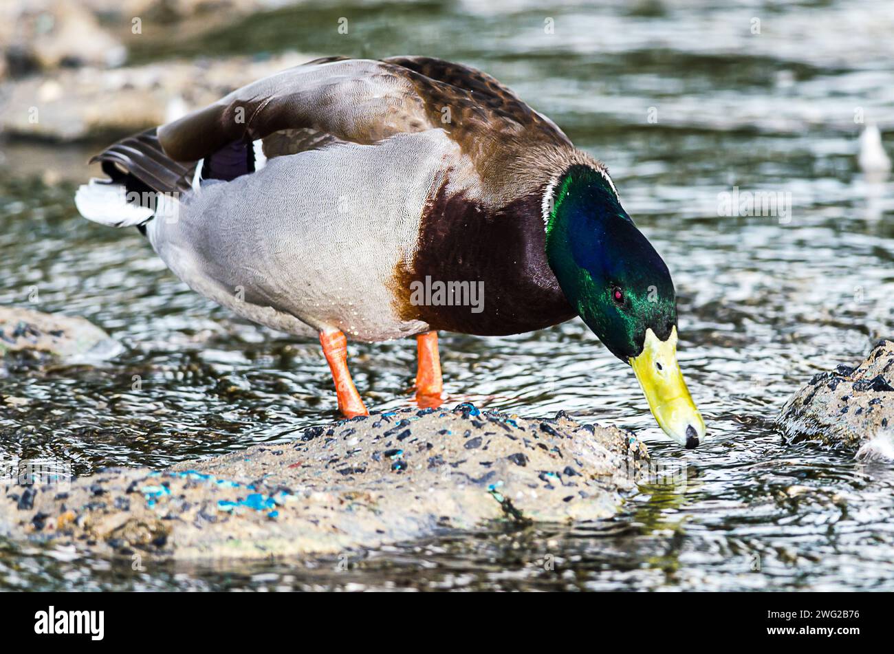 Duck at Al Areen Wildlife Park, Bahrain Stock Photo - Alamy