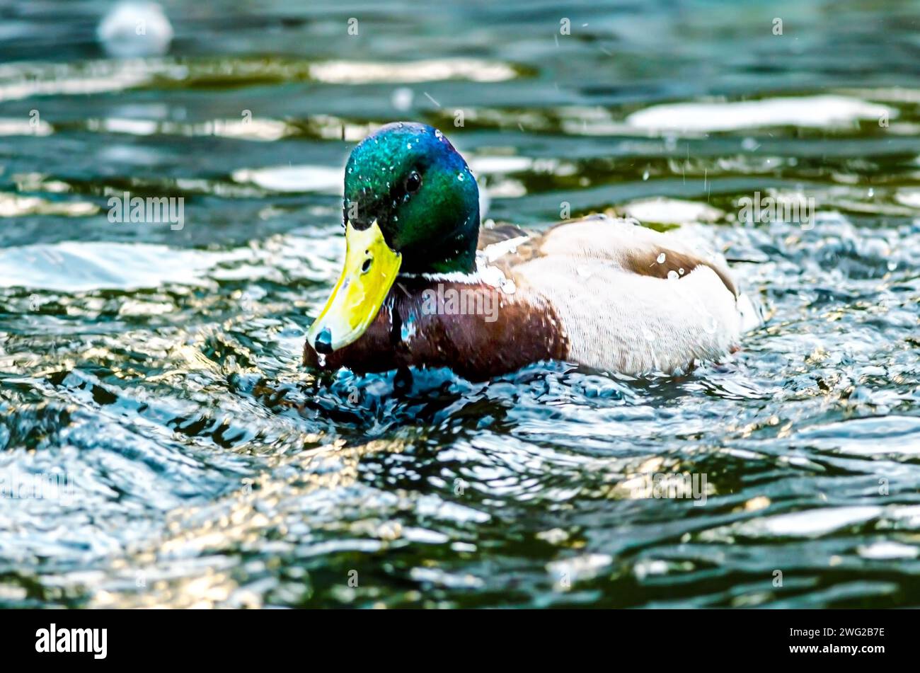 Duck at Al Areen Wildlife Park, Bahrain Stock Photo - Alamy