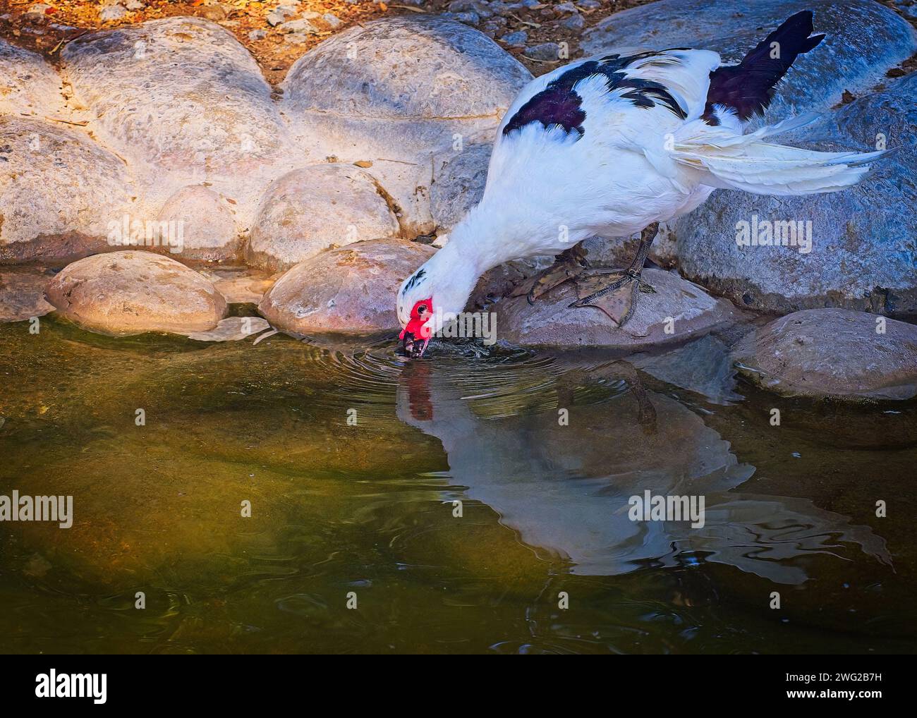 Duck at Al Areen Wildlife Park, Bahrain Stock Photo - Alamy