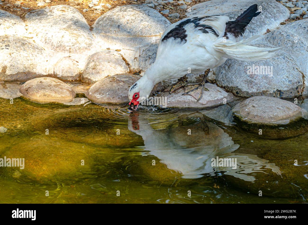 Duck at Al Areen Wildlife Park, Bahrain Stock Photo - Alamy