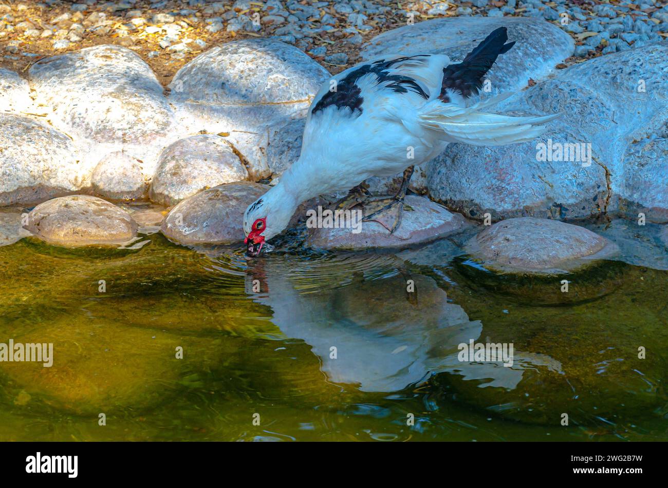 Duck at Al Areen Wildlife Park, Bahrain Stock Photo - Alamy