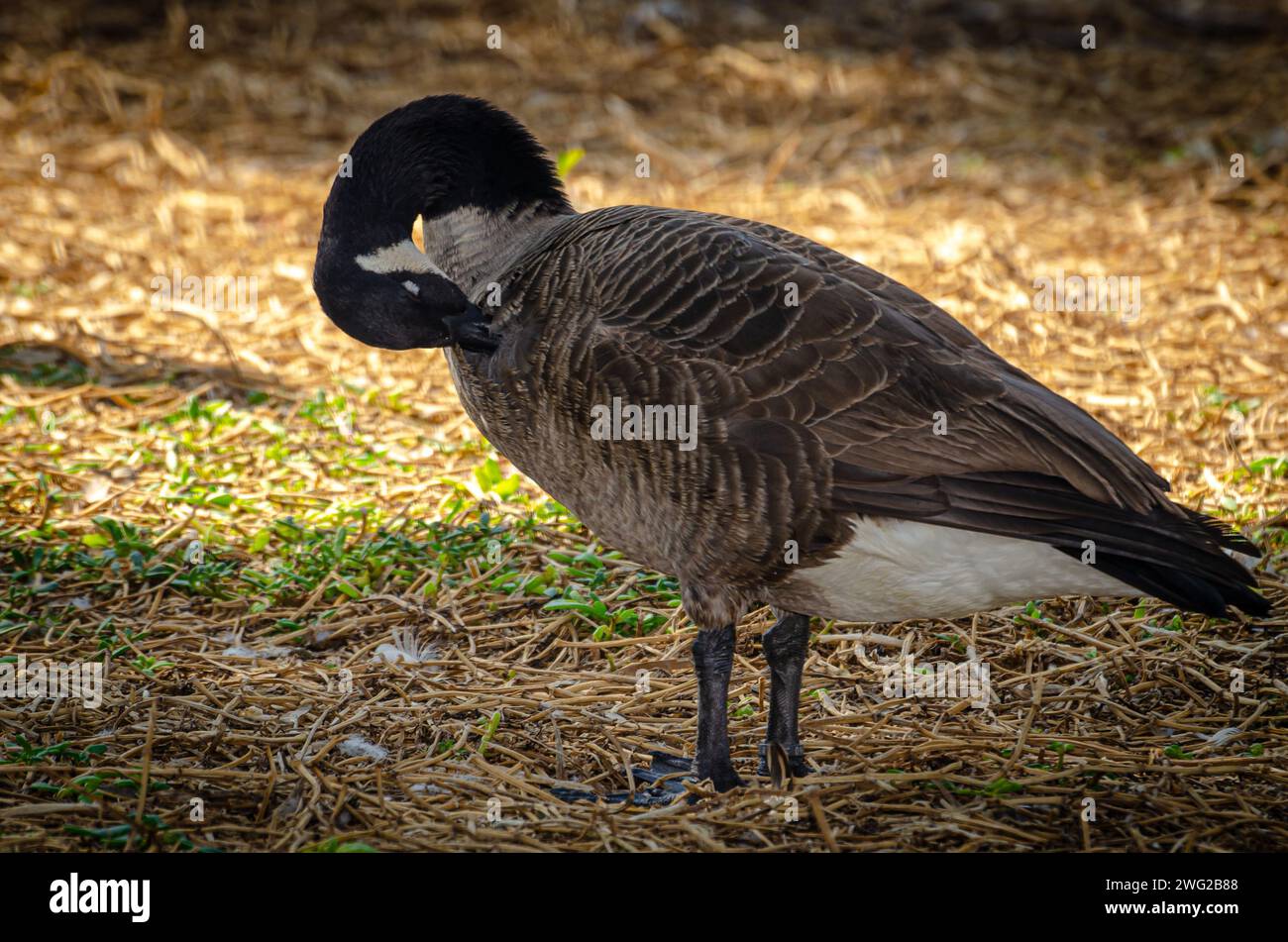 Duck at Al Areen Wildlife Park, Bahrain Stock Photo - Alamy