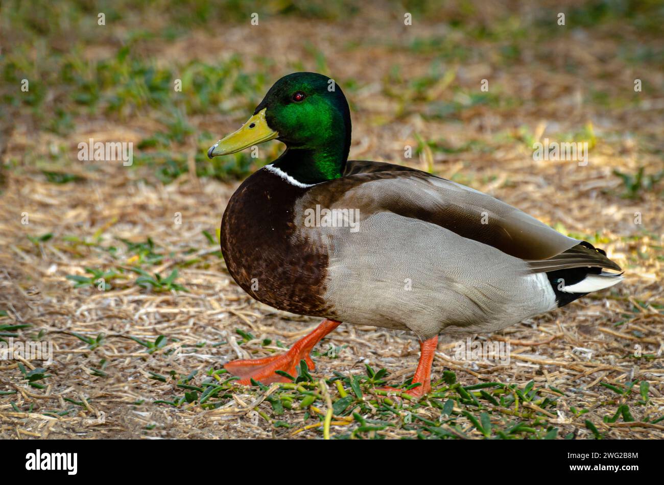 Duck at Al Areen Wildlife Park, Bahrain Stock Photo - Alamy