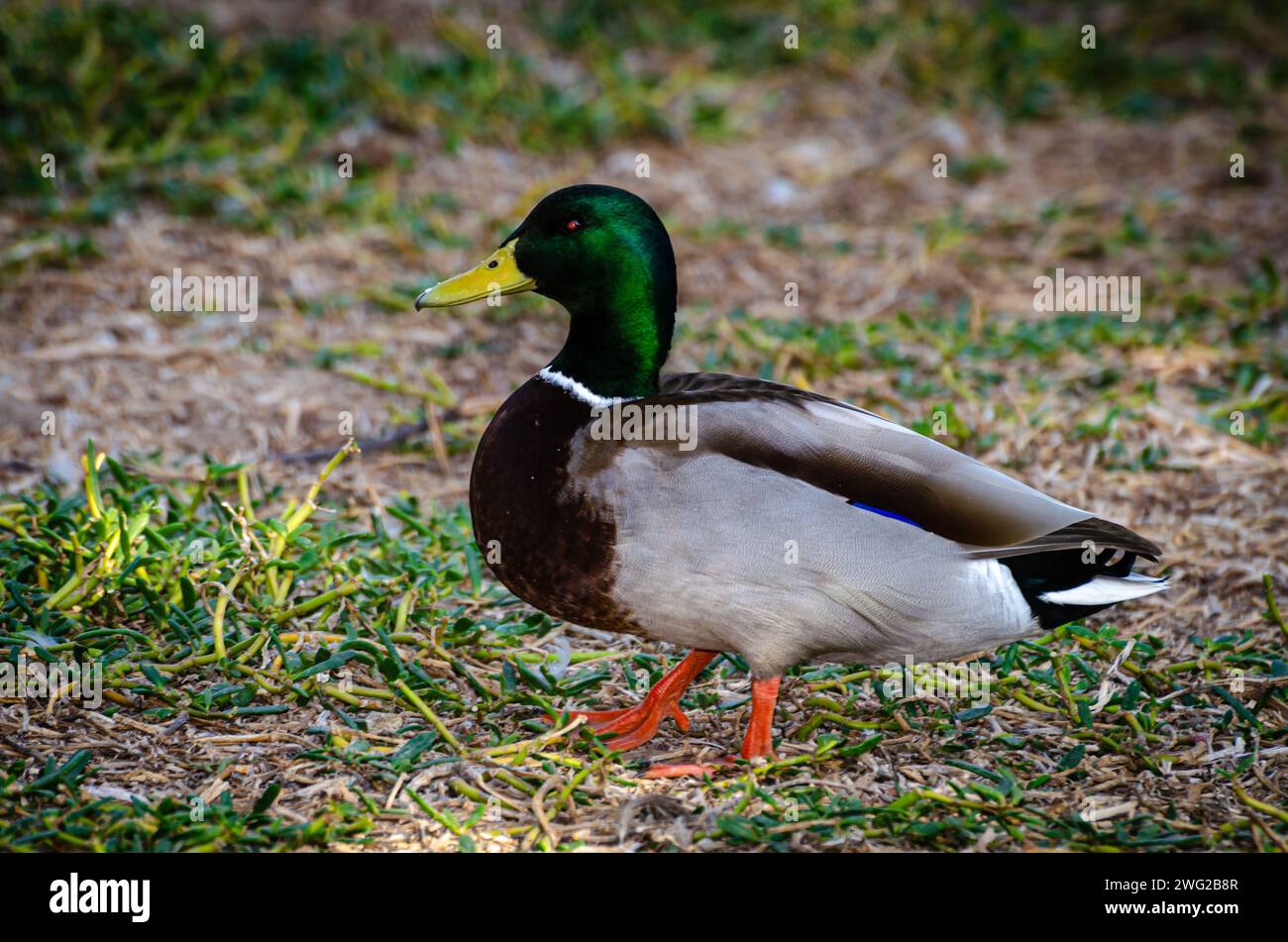 Duck at Al Areen Wildlife Park, Bahrain Stock Photo - Alamy
