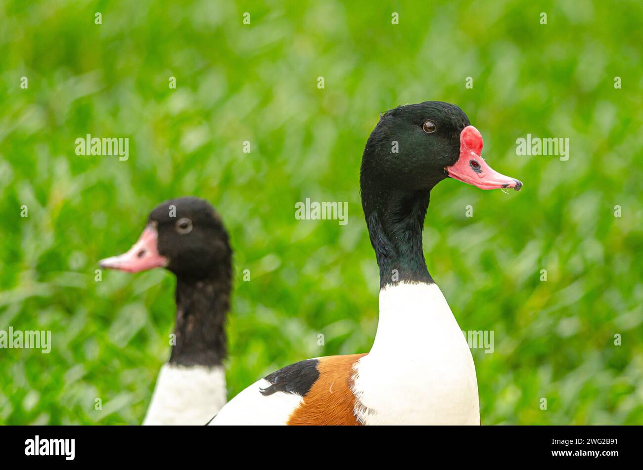 Duck at Al Areen Wildlife Park, Bahrain Stock Photo - Alamy