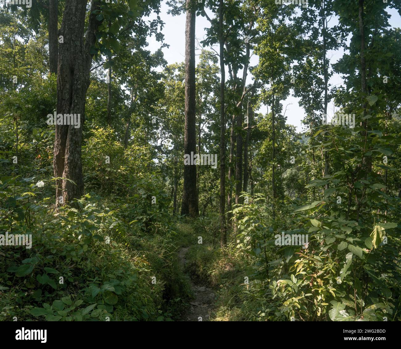 Forest / jungle views A river crossing in Birendranagar, Karnali ...