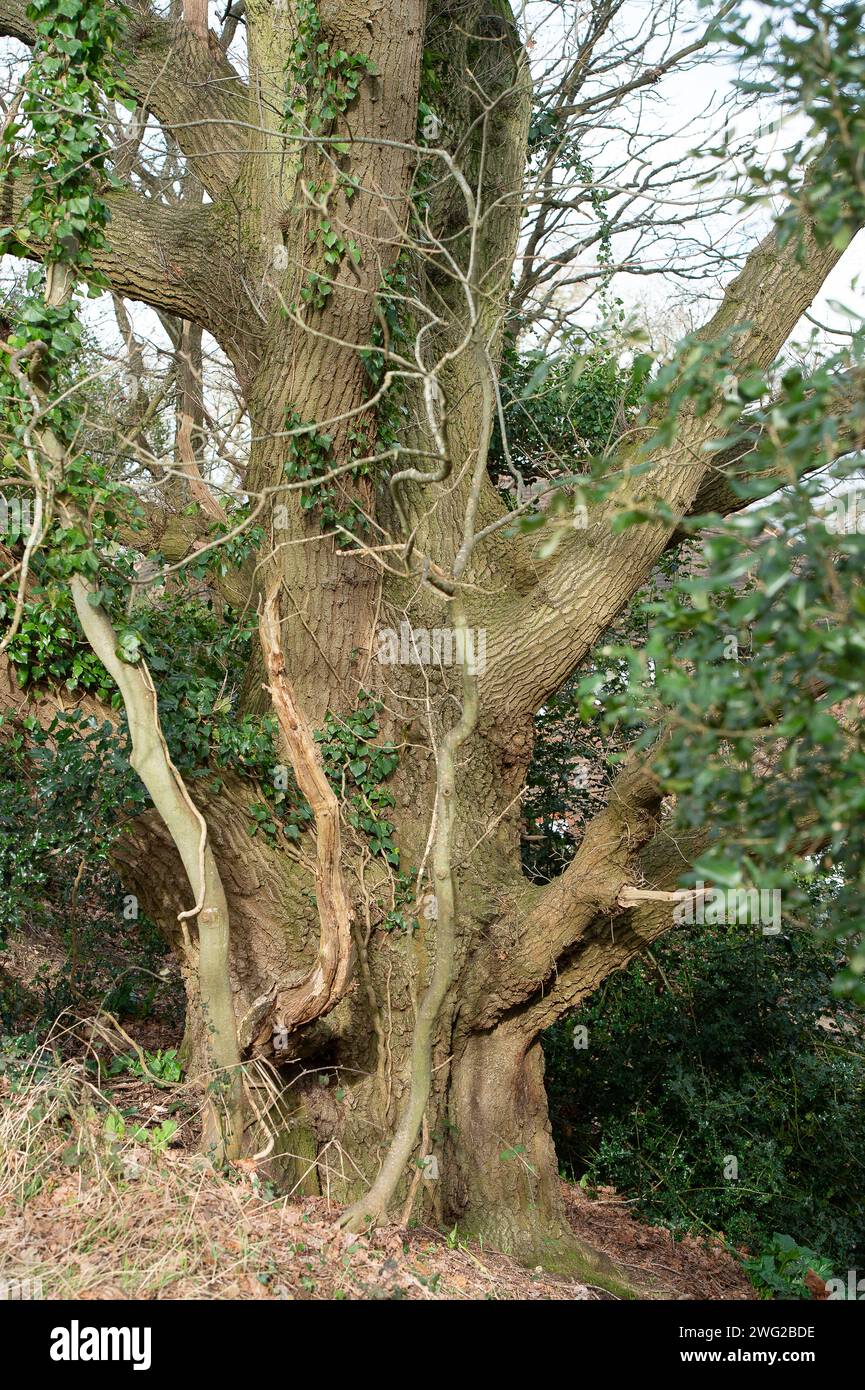 Rbwm joint venture hi-res stock photography and images - Alamy