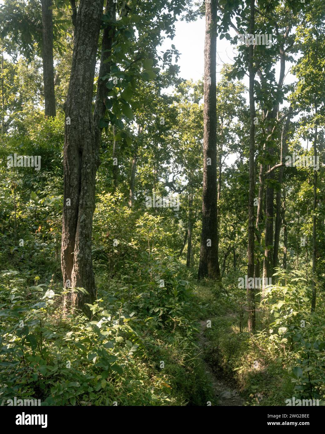 Forest / jungle views A river crossing in Birendranagar, Karnali ...