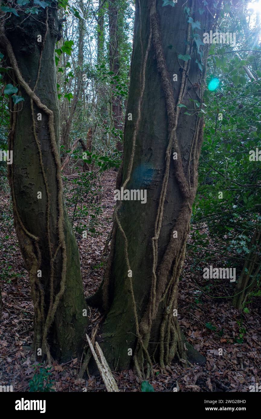 Rbwm joint venture hi-res stock photography and images - Alamy