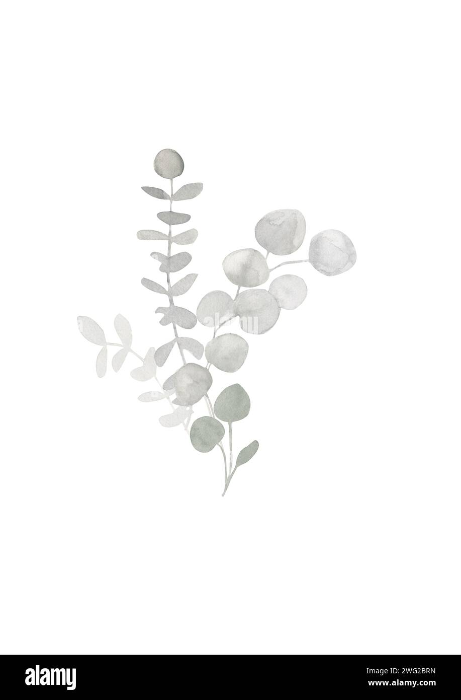 Sage green leaves eucalyptus Cut Out Stock Images & Pictures - Alamy