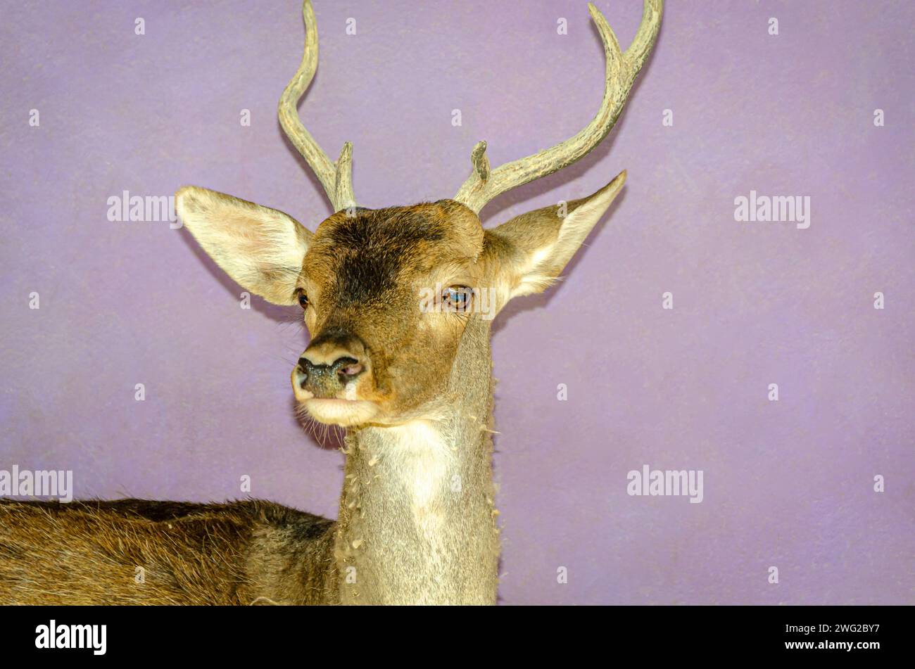 Deer animal at Tasneem Farm, Bahrain Stock Photo - Alamy
