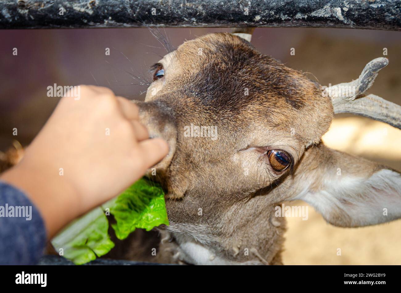Deer animal at Tasneem Farm, Bahrain Stock Photo - Alamy