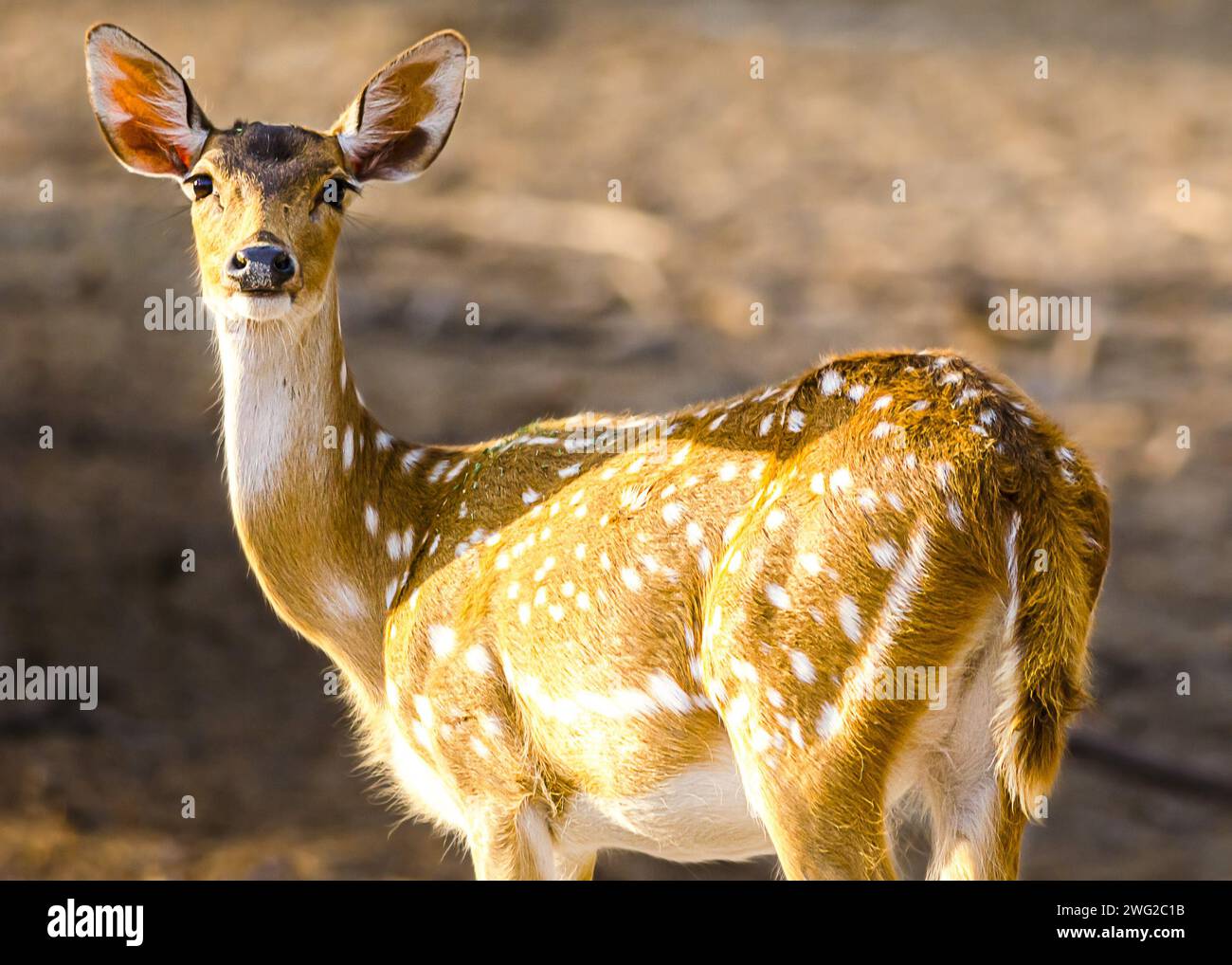 Gazelle at Al Areen Wildlife park, Bahrain Stock Photo - Alamy