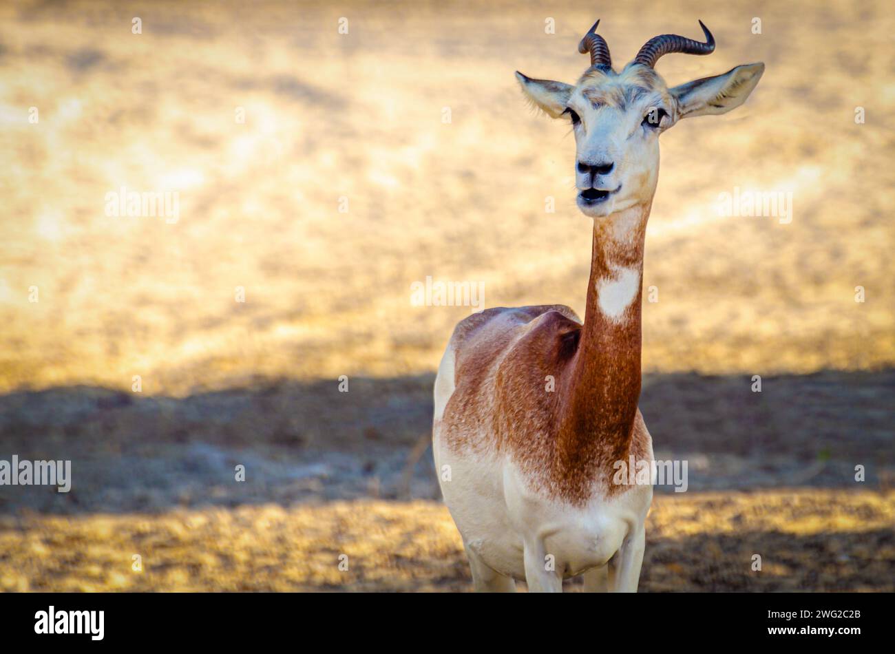 Gazelle at Al Areen Wildlife park, Bahrain Stock Photo - Alamy
