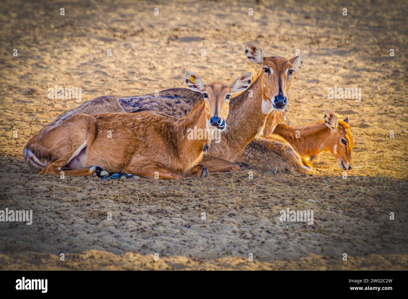 Gazelle at Al Areen Wildlife park, Bahrain Stock Photo - Alamy