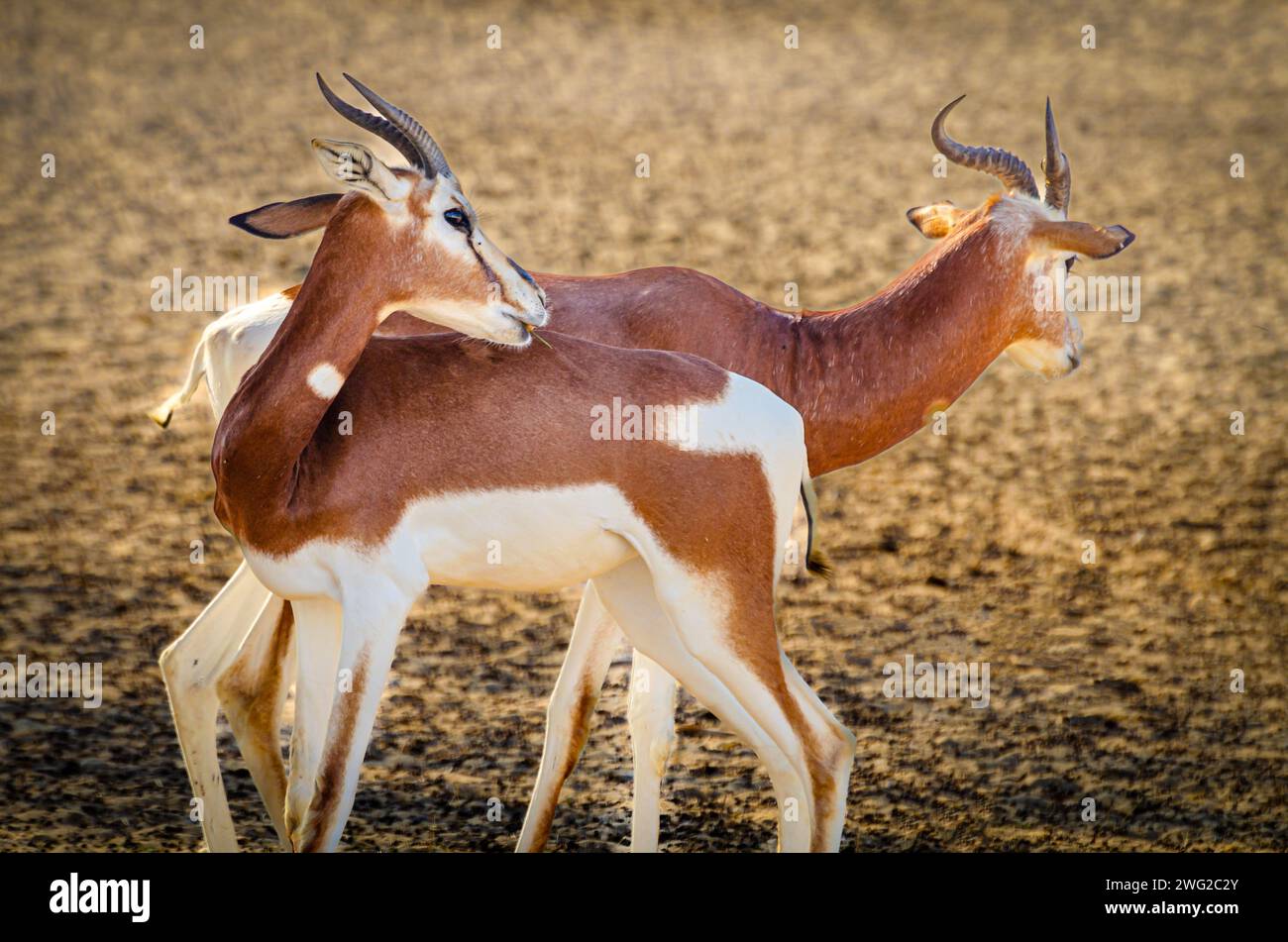Gazelle at Al Areen Wildlife park, Bahrain Stock Photo - Alamy