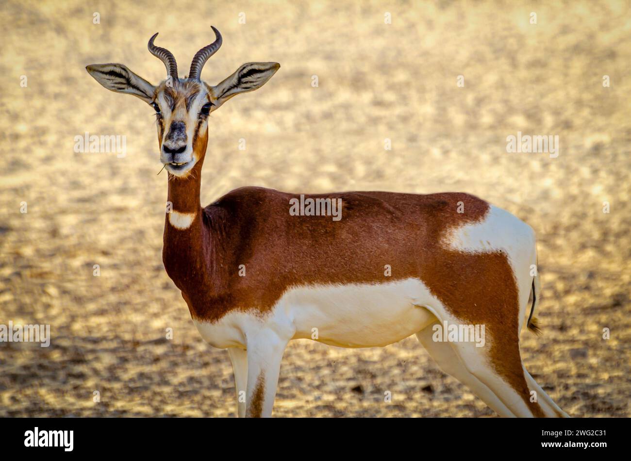 Gazelle at Al Areen Wildlife park, Bahrain Stock Photo - Alamy