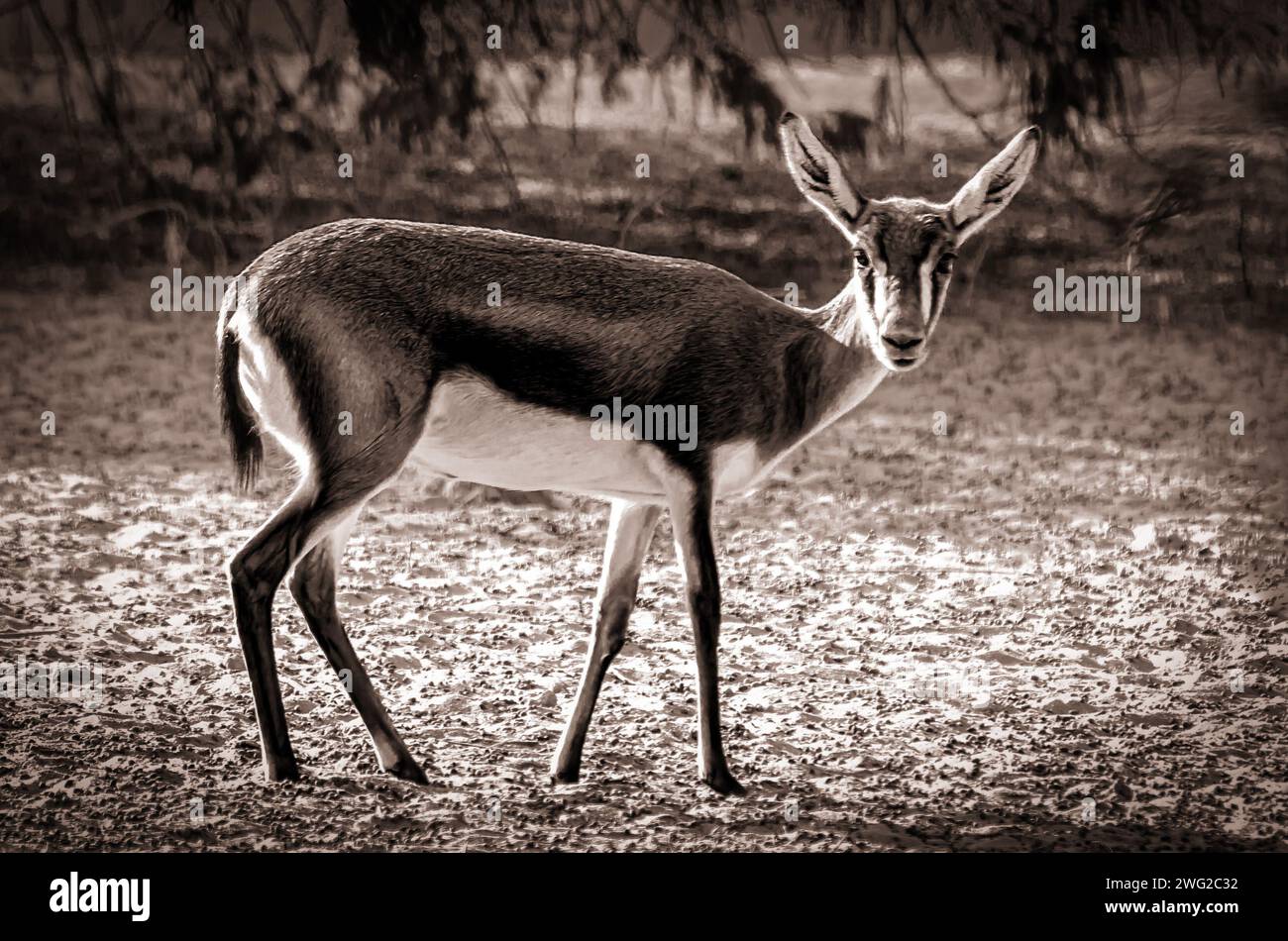 Gazelle at Al Areen Wildlife park, Bahrain Stock Photo - Alamy