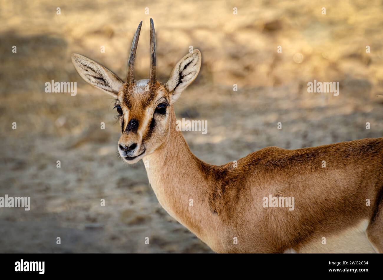 Gazelle at Al Areen Wildlife park, Bahrain Stock Photo - Alamy