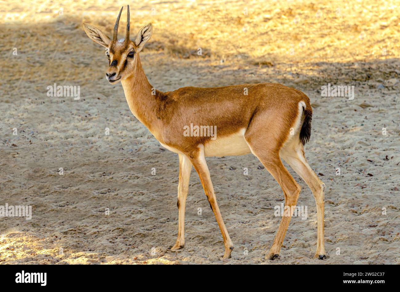 Gazelle at Al Areen Wildlife park, Bahrain Stock Photo - Alamy