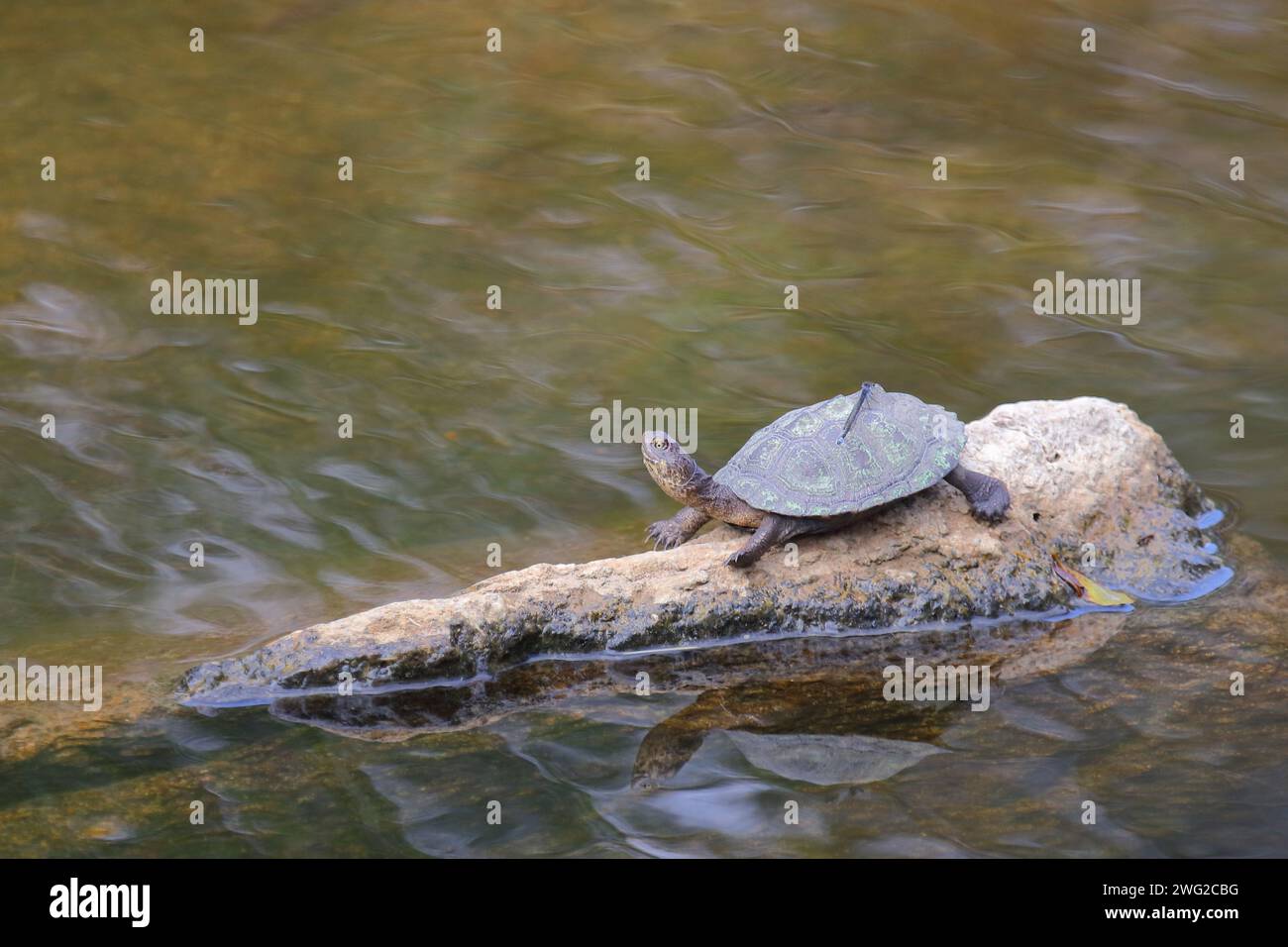 East african serrated mud turtl hi-res stock photography and images - Alamy