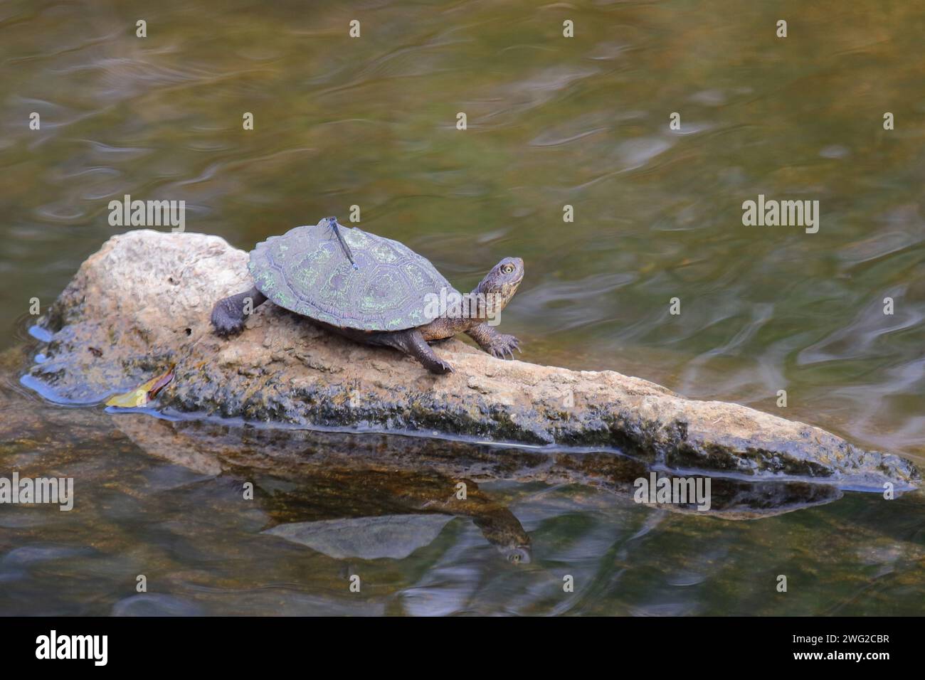 Gezähnelte Pelomeduse - Gezackte Pelomedusenschildkröte / Serrated side ...