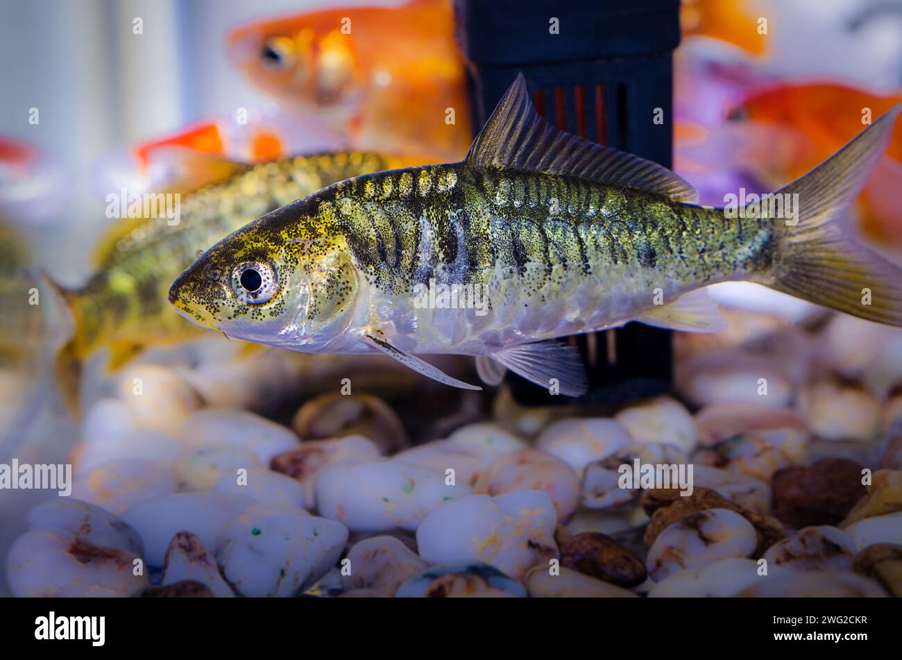 Close up photographing small aquarium fishes Stock Photo - Alamy