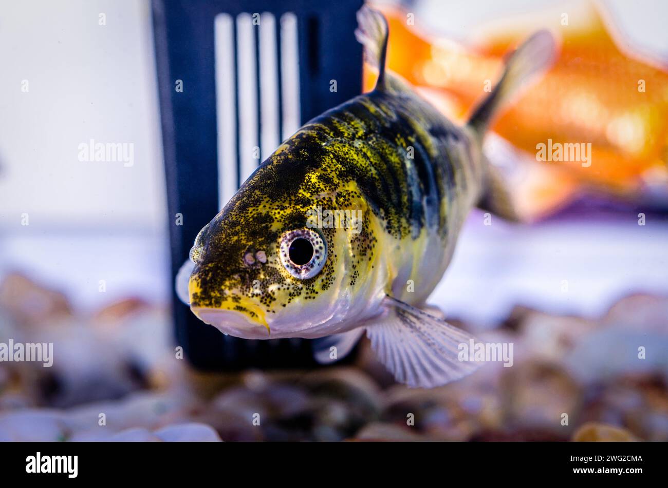 Close up photographing small aquarium fishes Stock Photo - Alamy